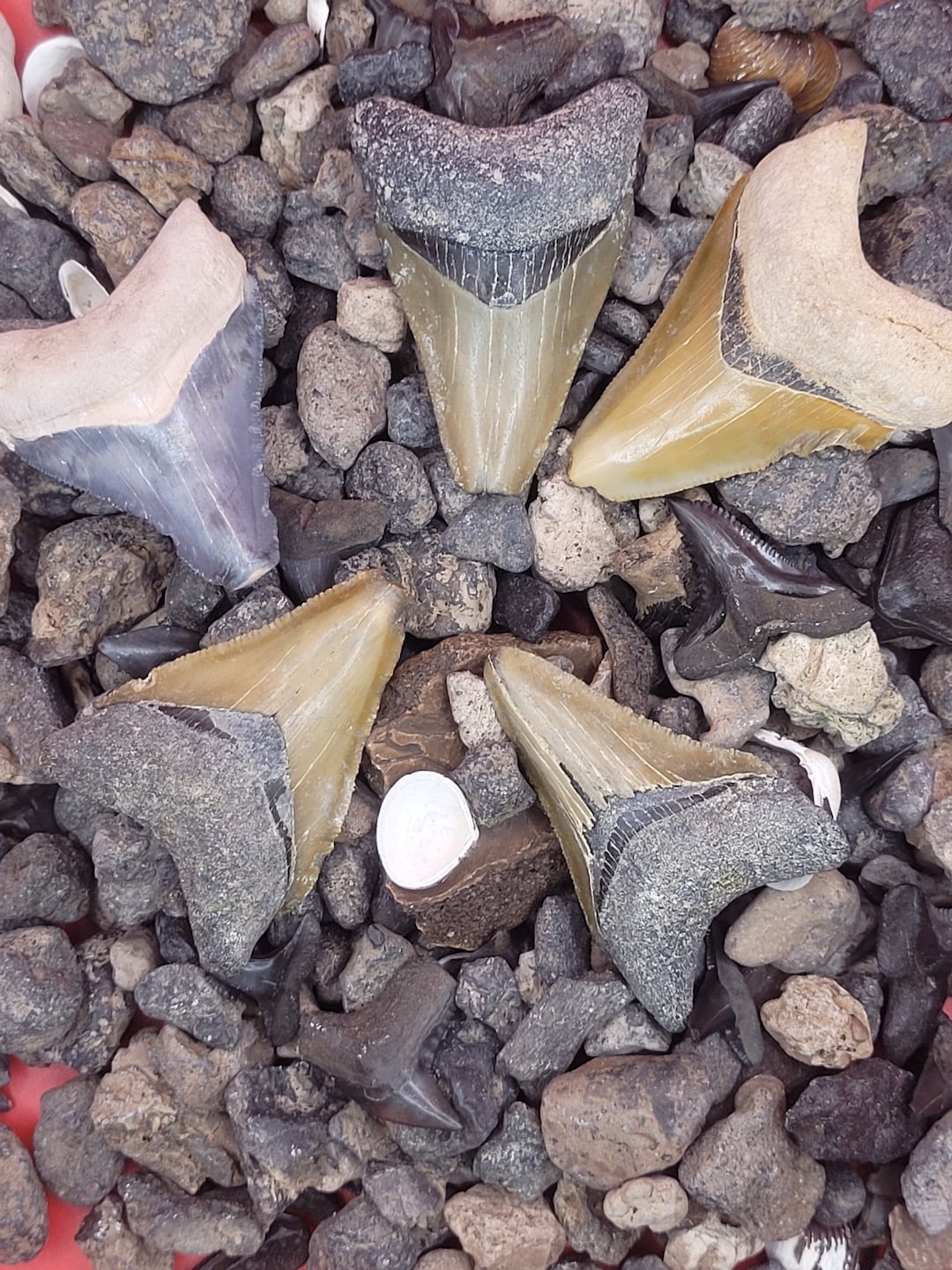 Ultra Megalodon Dig Kit - Etsy