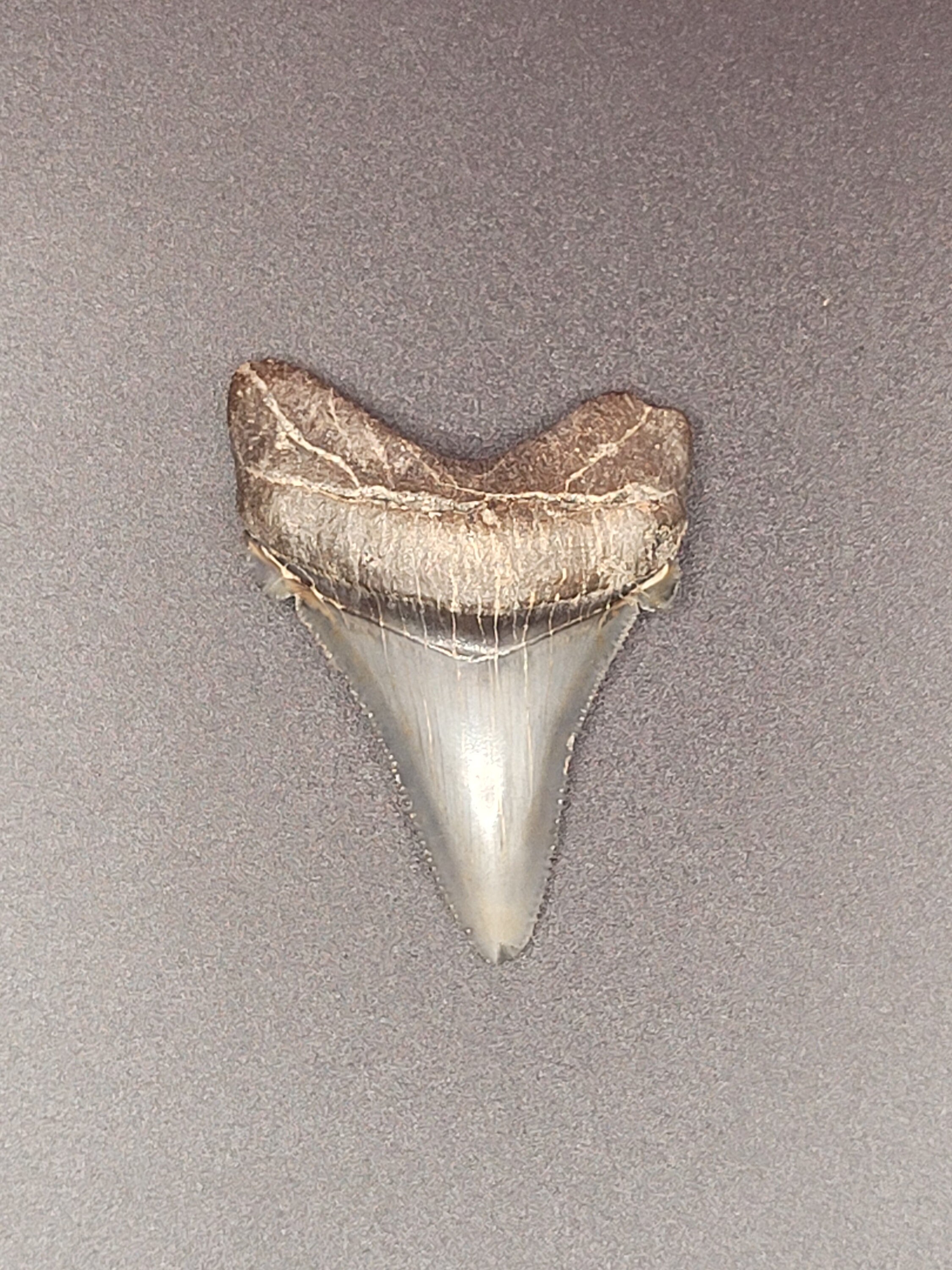 2.04" Chubutensis "megalodon" Tooth - Etsy