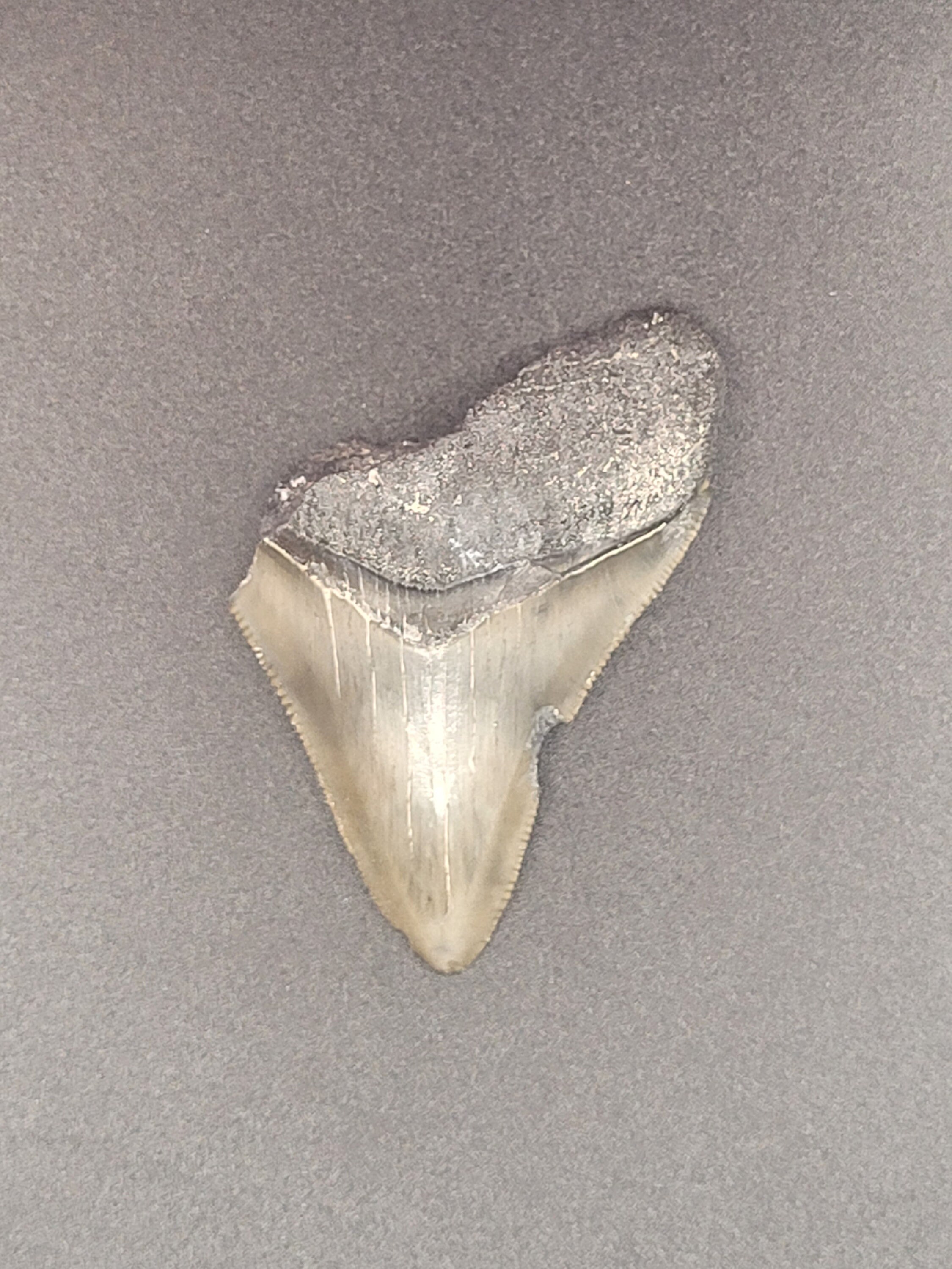 2.34 Bone Valley Megalodon Tooth - Etsy