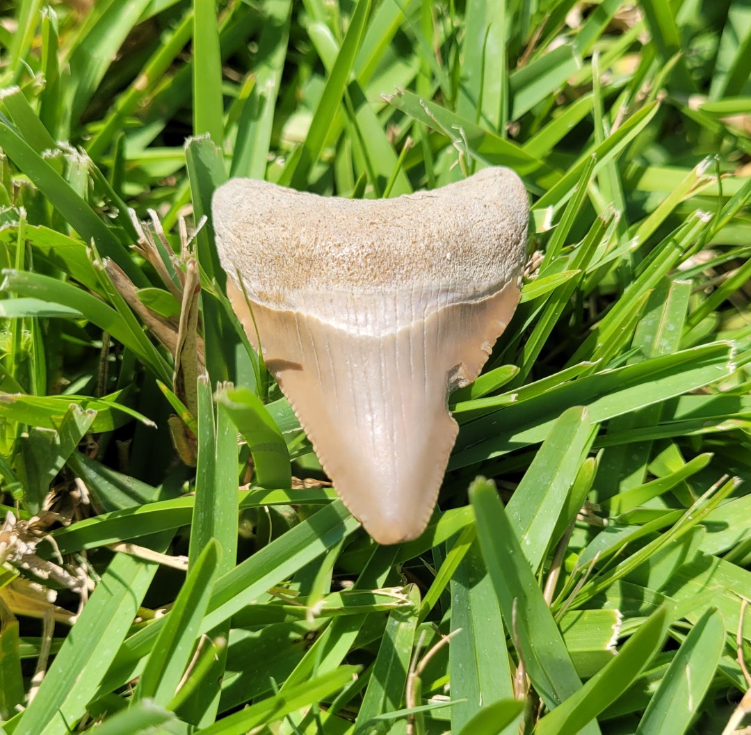 1.81" Bone Valley Megalodon Tooth - Etsy