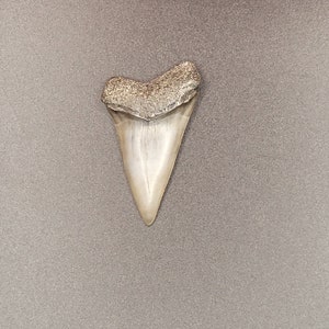 1.94" Bone Valley Mako Tooth - Etsy