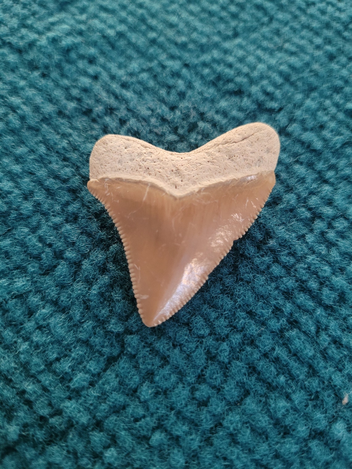 Bone Valley Megalodon Tooth - Etsy