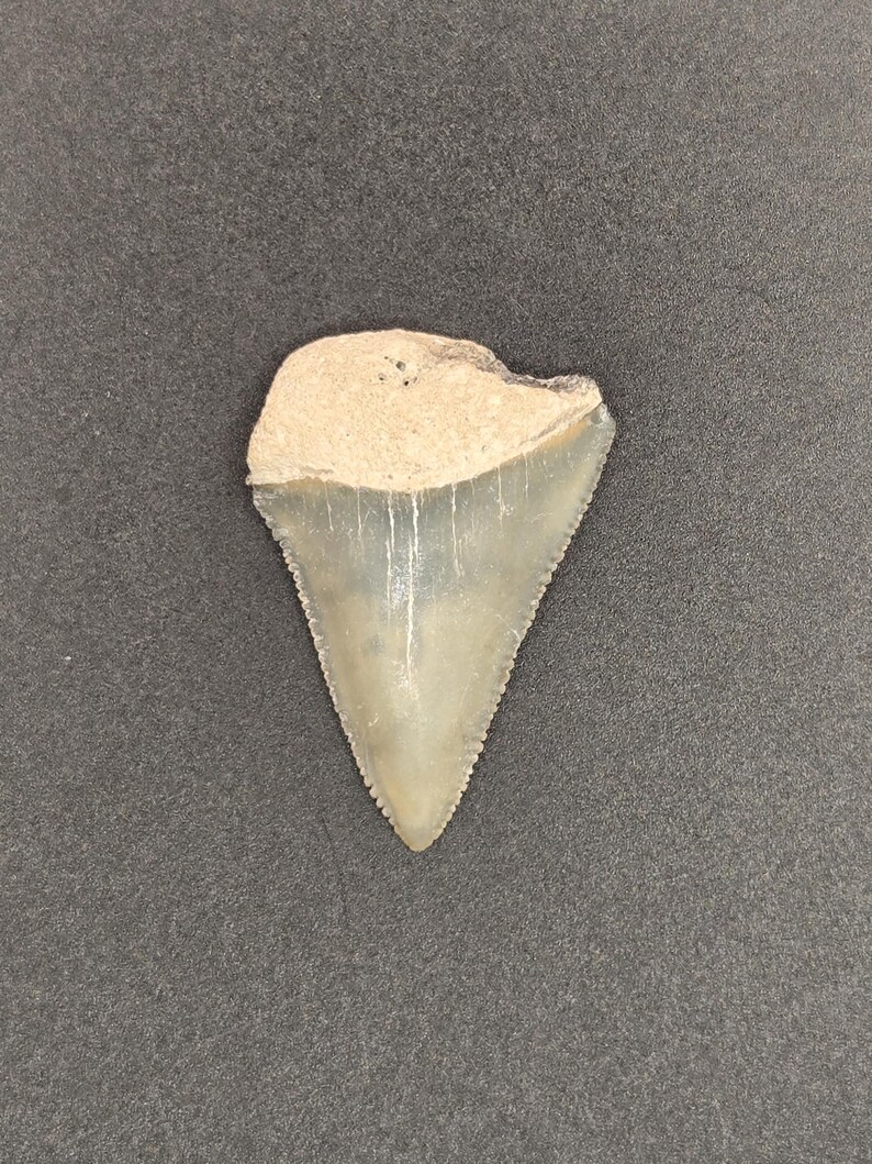 1.81" - Bone Valley Great White Shark Tooth - Etsy
