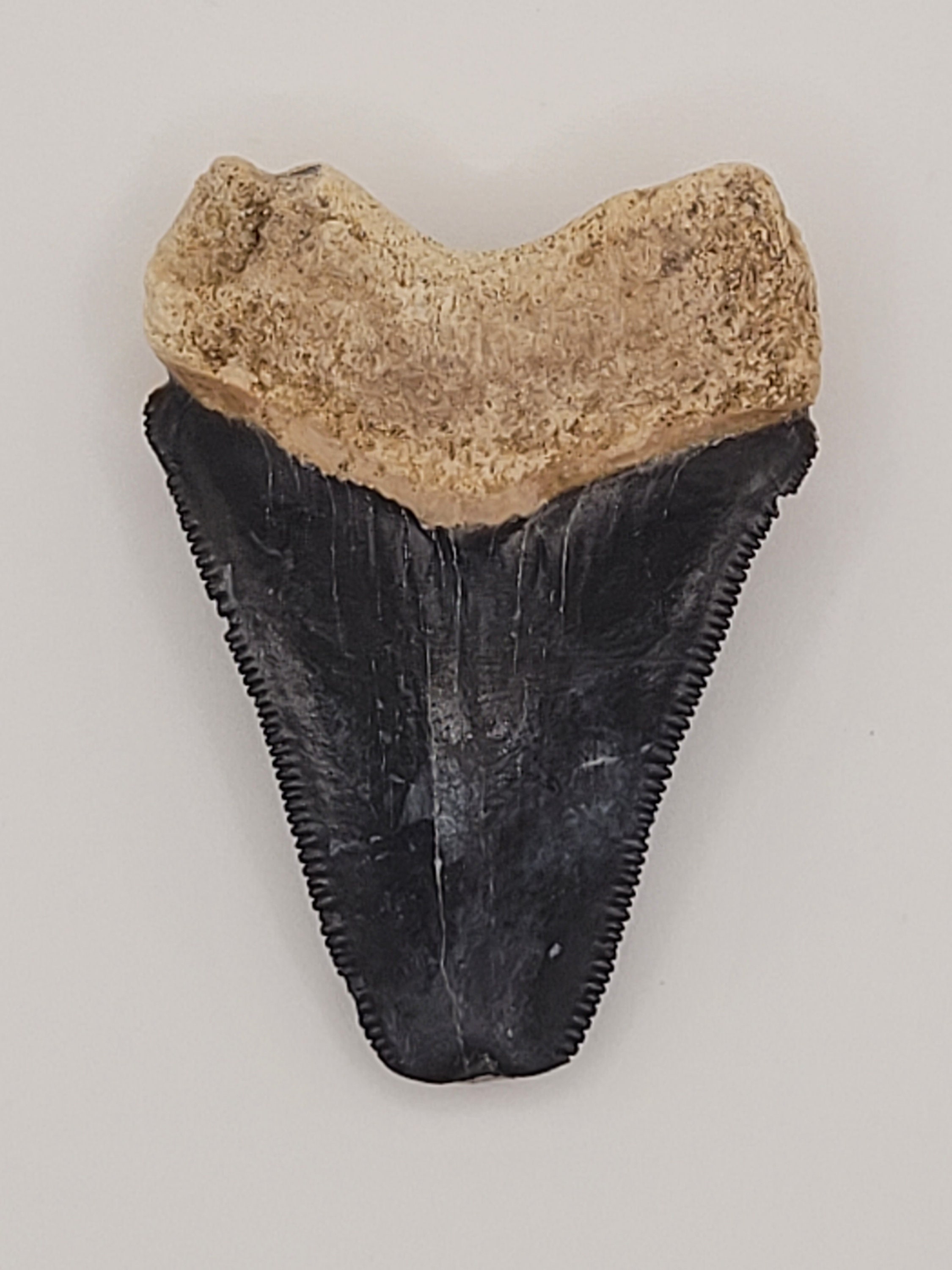 1.94 Bone Valley Megalodon Tooth - Etsy