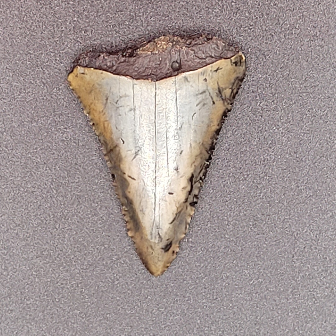 1.57 Great White Shark Tooth - Etsy