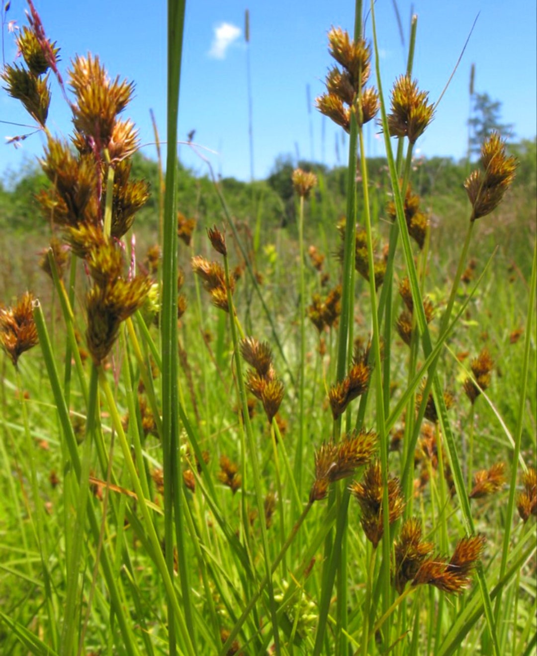 Lance-fruited Oval Sedge carex Scoparia Broom Sedge Native Grasses ...