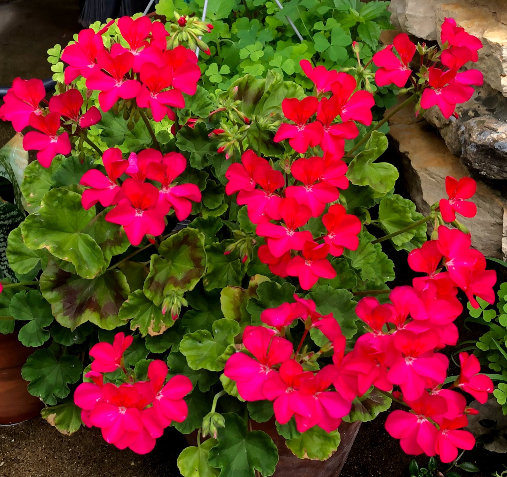 Fuscia Geranium Seeds - Etsy