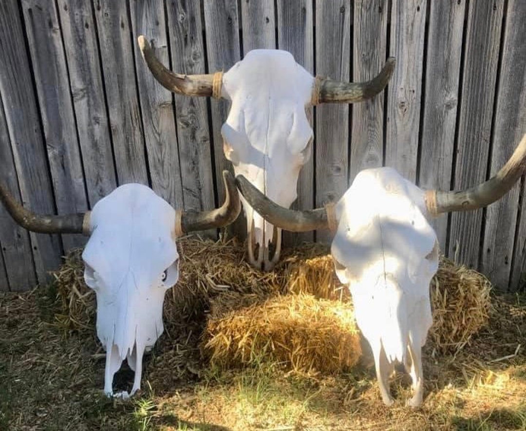 Plain Cow Skull + Free Shipping - Etsy