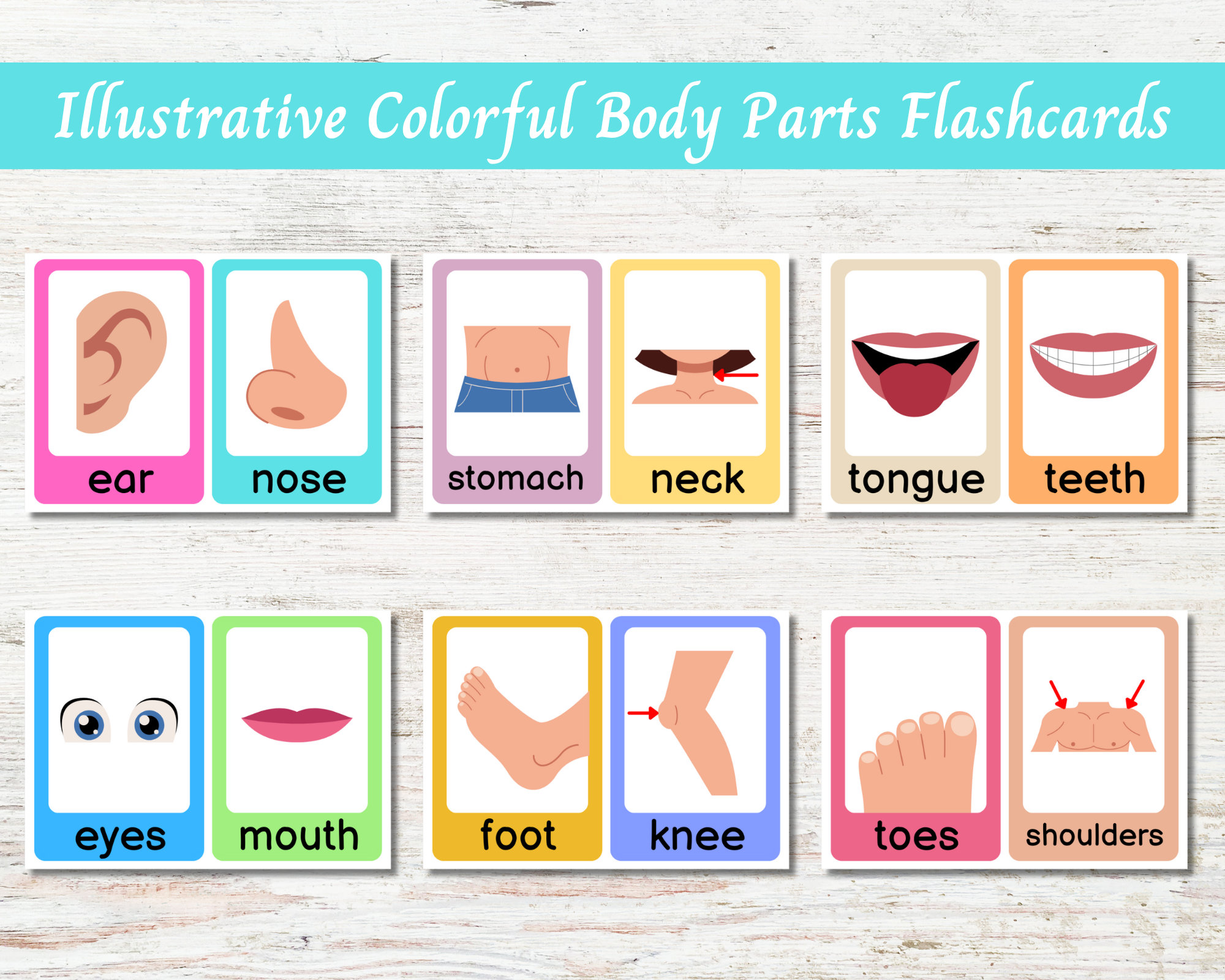 Illustrative Colorful Body Parts Flashcards - Etsy