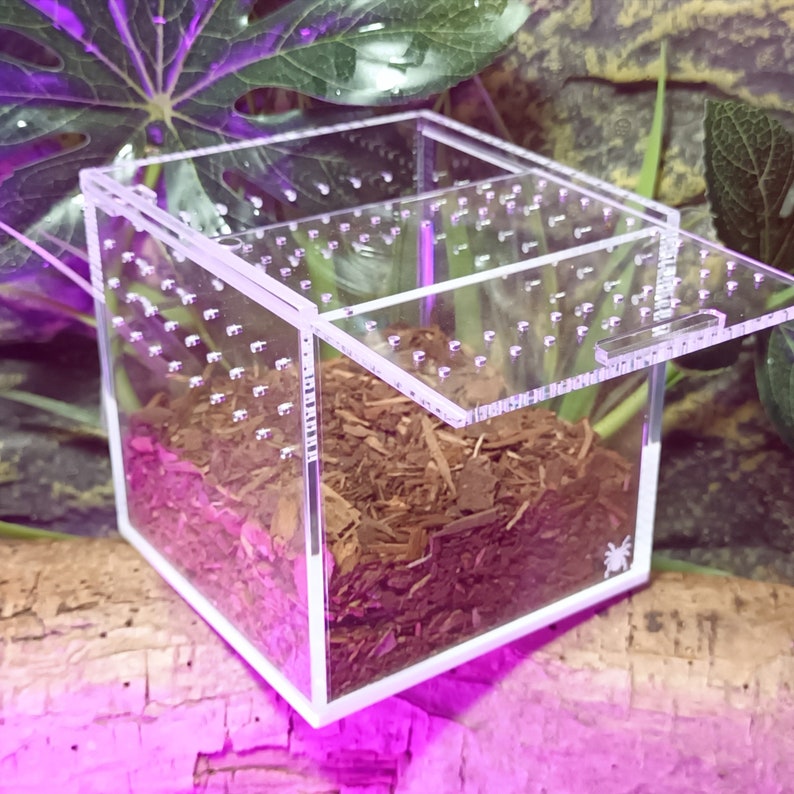 Luxury Tarantula Spiderling/juvenile Enclosure With Sliding Roof ...