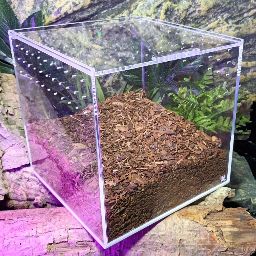 Luxury Tarantula Enclosure With Sliding Roof 20cmx20cmx20cm - Etsy