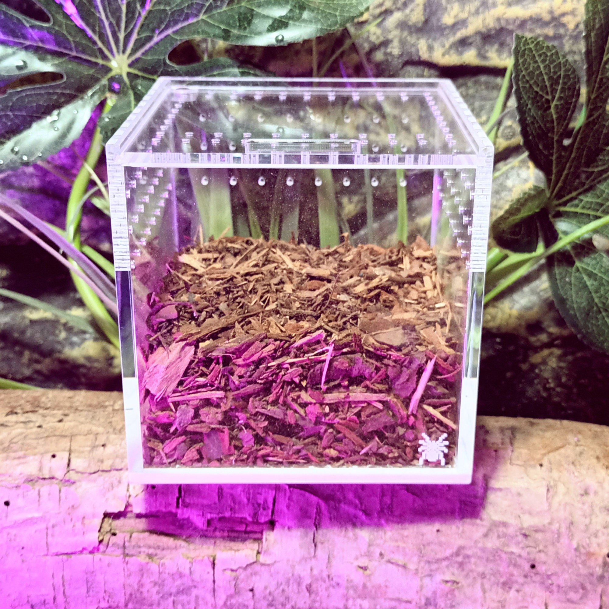 Luxury Tarantula Spiderling/juvenile Enclosure With Sliding Roof ...