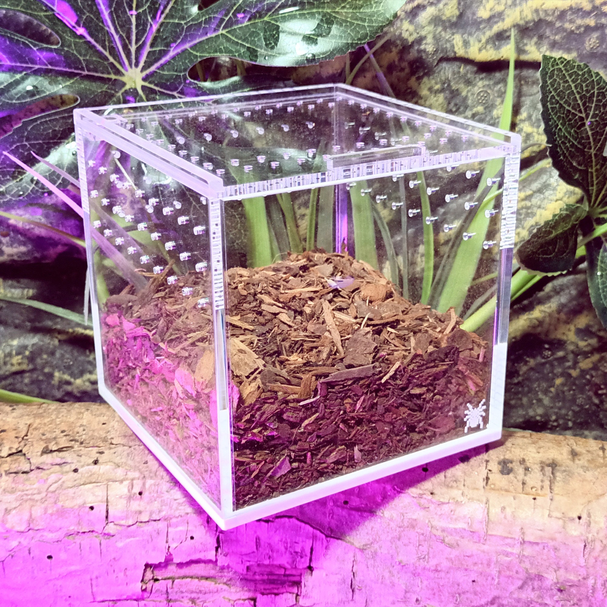 Luxury Tarantula Spiderling/juvenile Enclosure With Sliding Roof ...