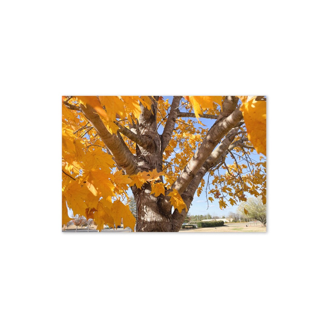 Windy Golden Maple Tree Greeting Card - Etsy