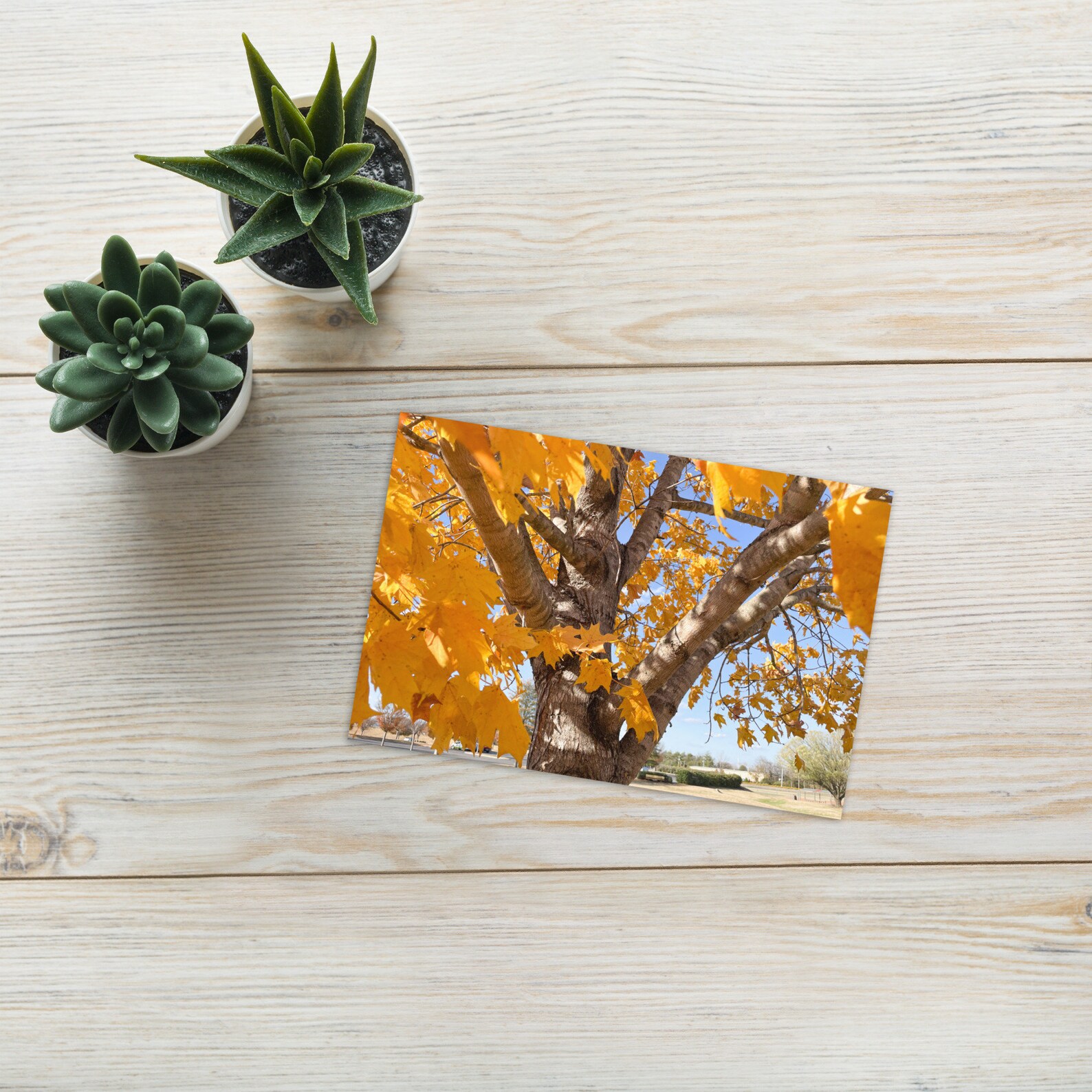 Windy Golden Maple Tree Greeting Card - Etsy