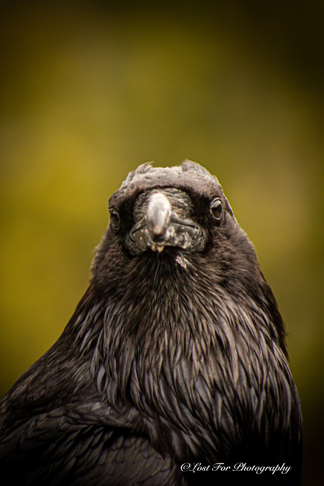 George the Raven - Etsy