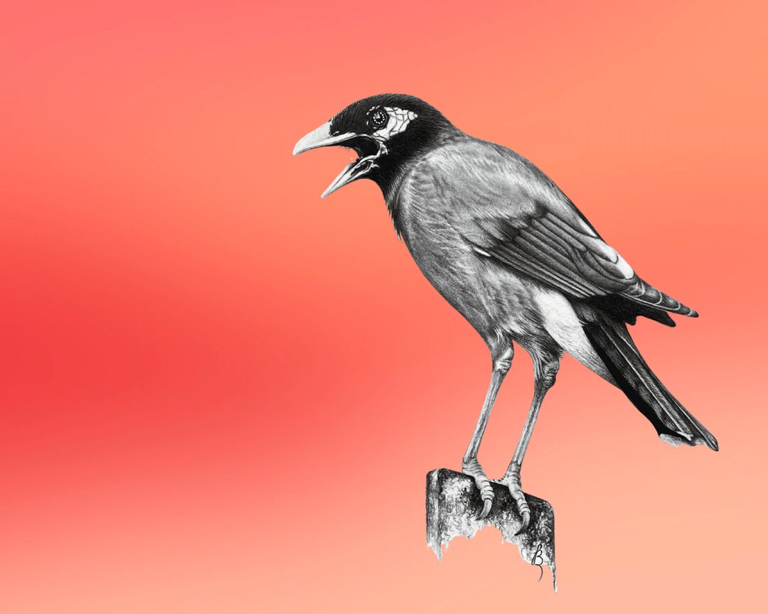 Myna Bird Drawing Myna Bird Drawing Black Bird Drawing - Etsy