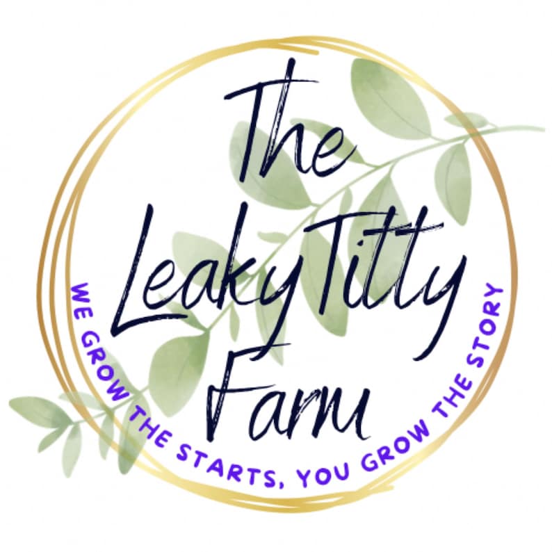 Jack O’ Lantern Pumpkin Starter Plugs Quick Growing 100 Days to Harvest ...