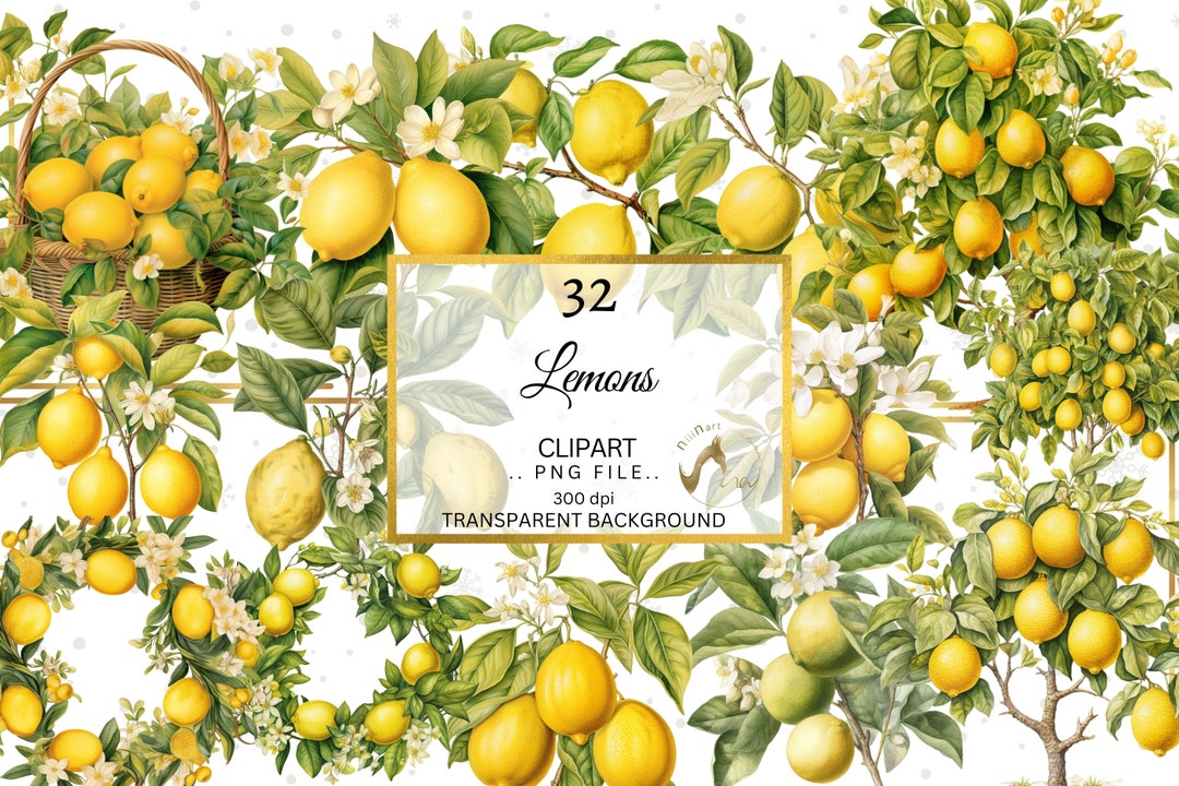 32 Watercolor Lemon Clipart, Fruit Clipart, Lemon PNG Bundle ...