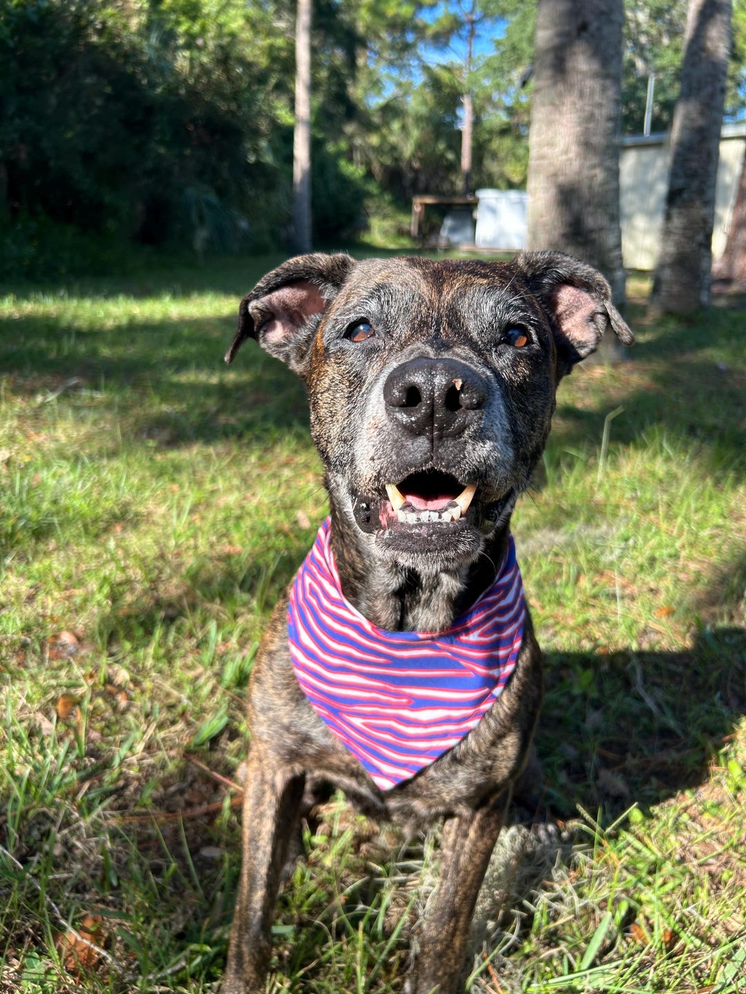 Buffalo Bills Dog Bandanna - Etsy