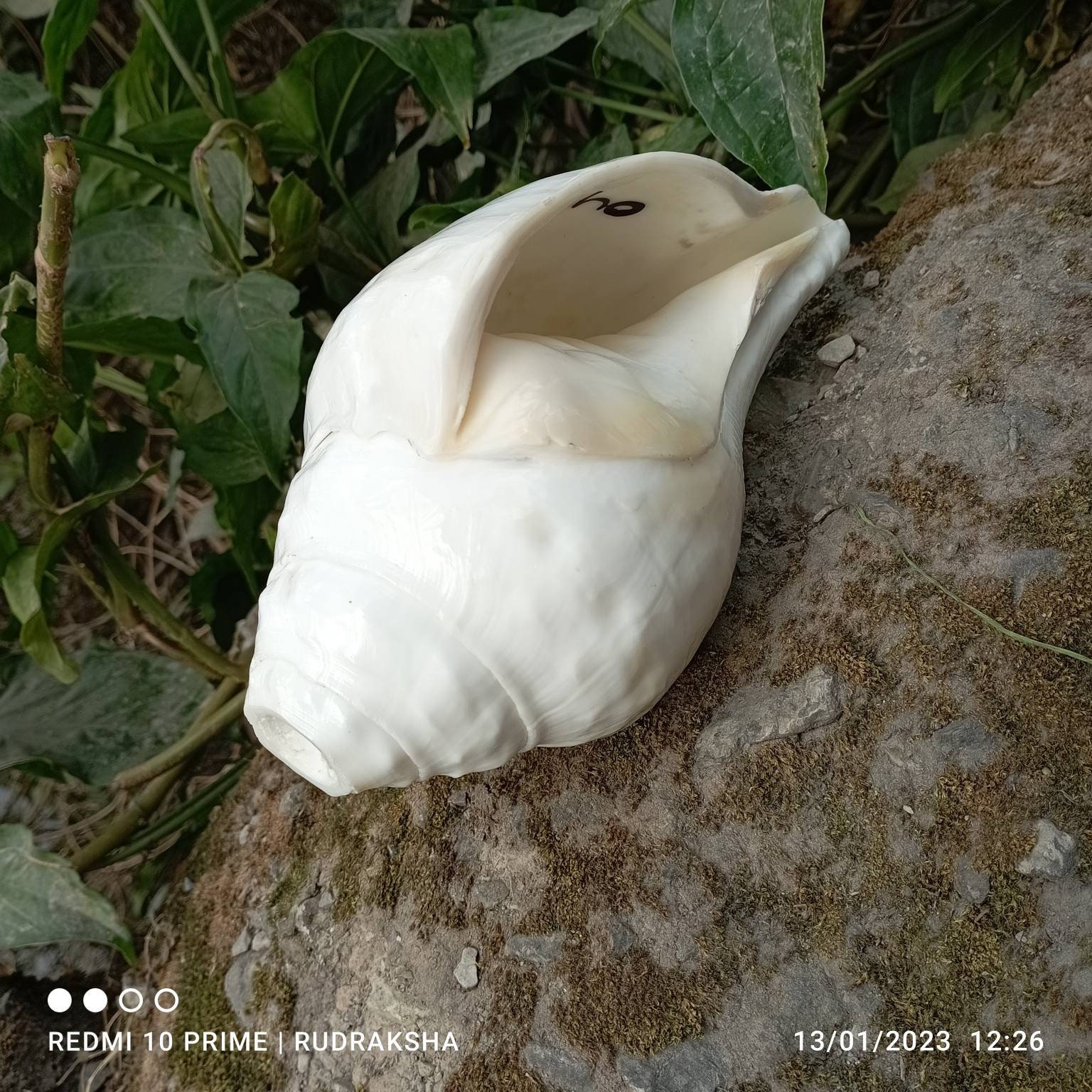 Conch Shell Spiritual Puja-blowing Shankh Big Loud,unique Soothing ...