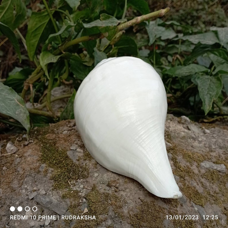 Conch Shell Spiritual Puja-blowing Shankh Big Loud,unique Soothing ...
