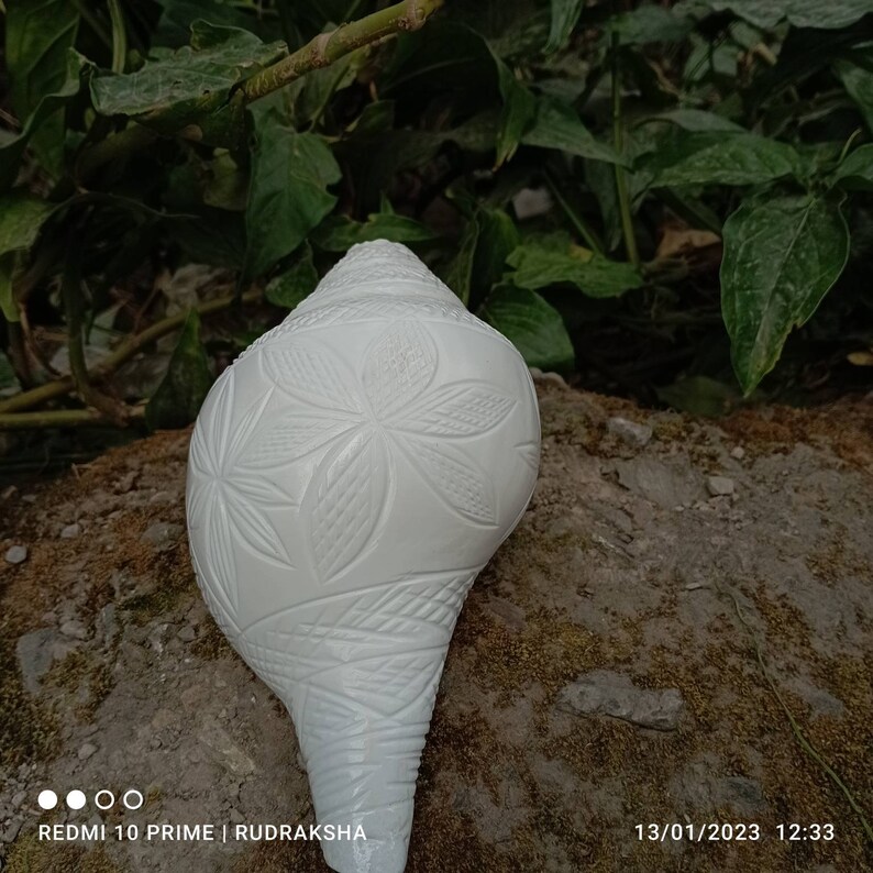 Conch Shell Spiritual Puja-blowing Shankh Big Loud,unique Soothing ...