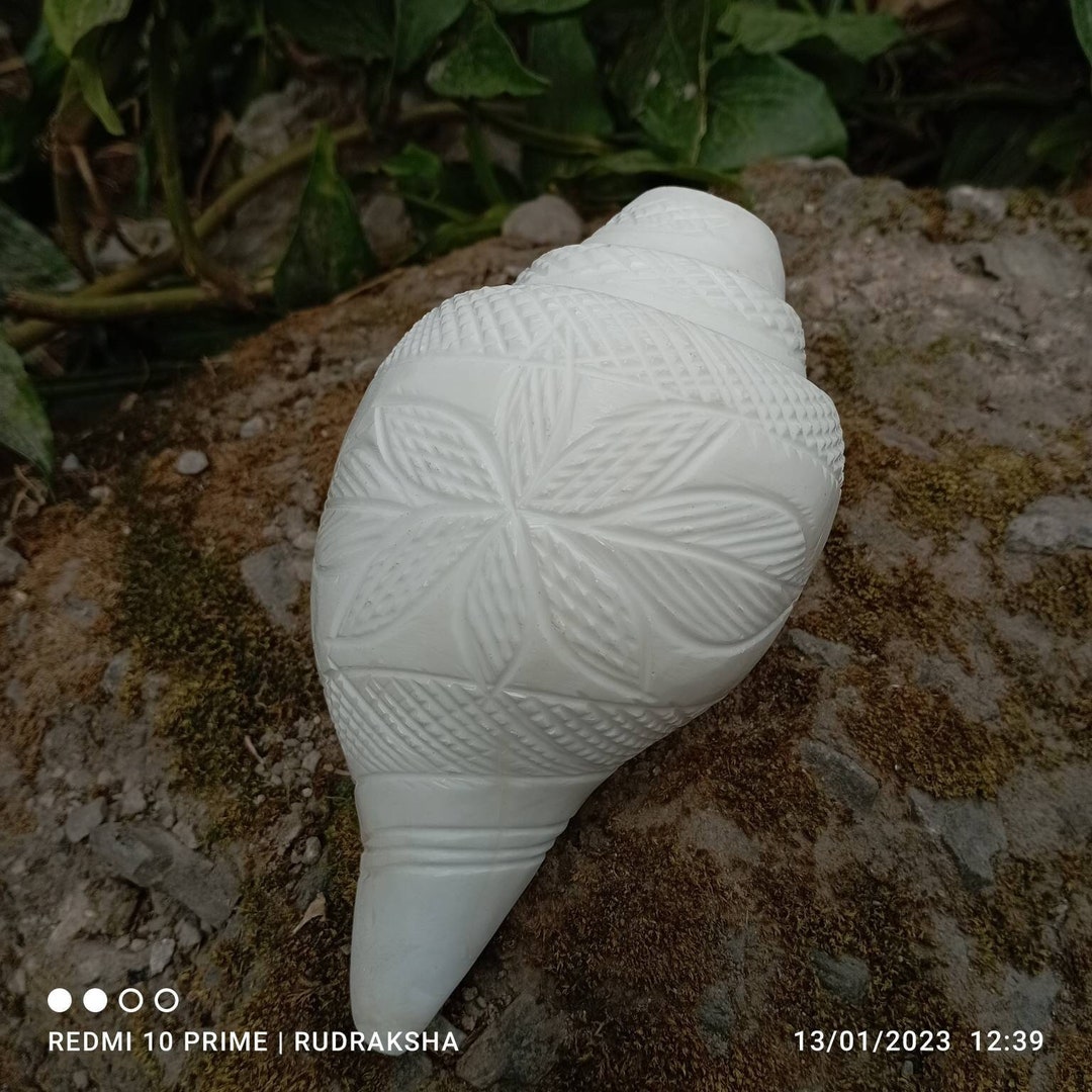 Conch Shell Spiritual Puja-blowing Shankh Big Loud,unique Soothing ...
