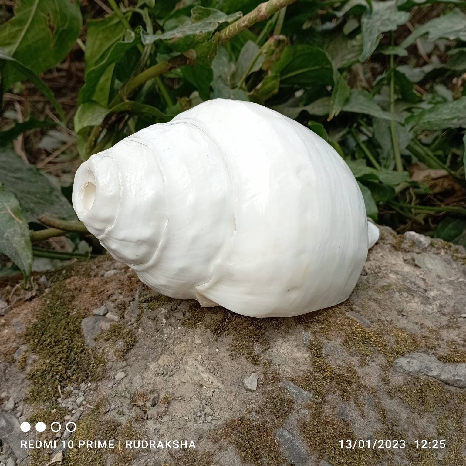 Conch Shell Spiritual Puja-blowing Shankh Big Loud,unique Soothing ...