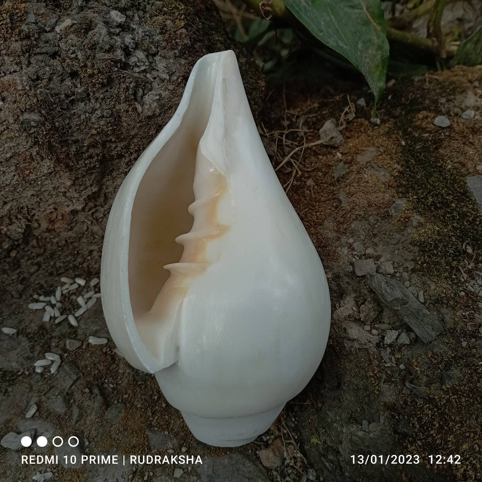 Conch Shell Spiritual Puja-blowing Shankh Big Loud,unique Soothing ...