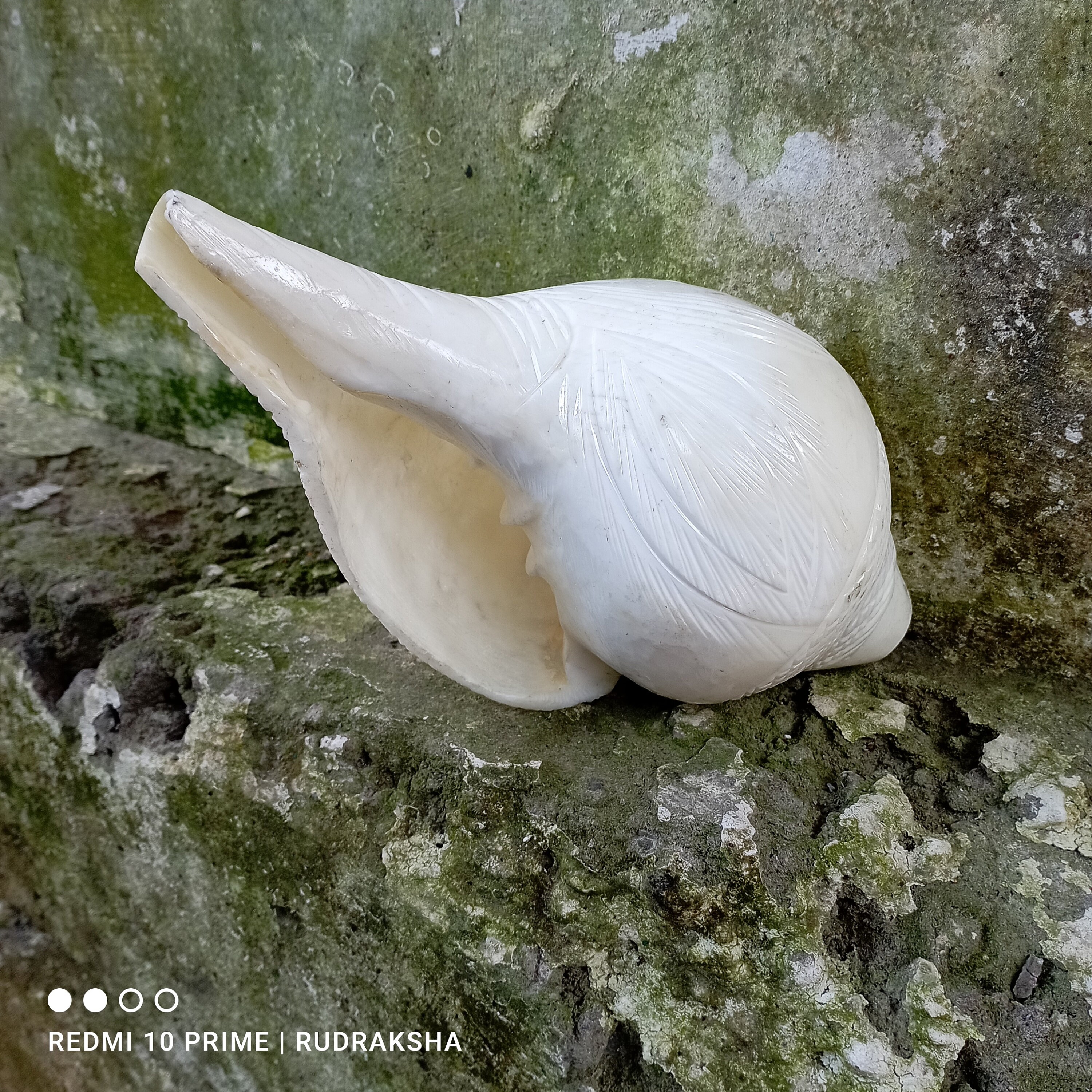 Conch Shell Spiritual Puja-blowing Shankh Big 9 Inches Soothing ...