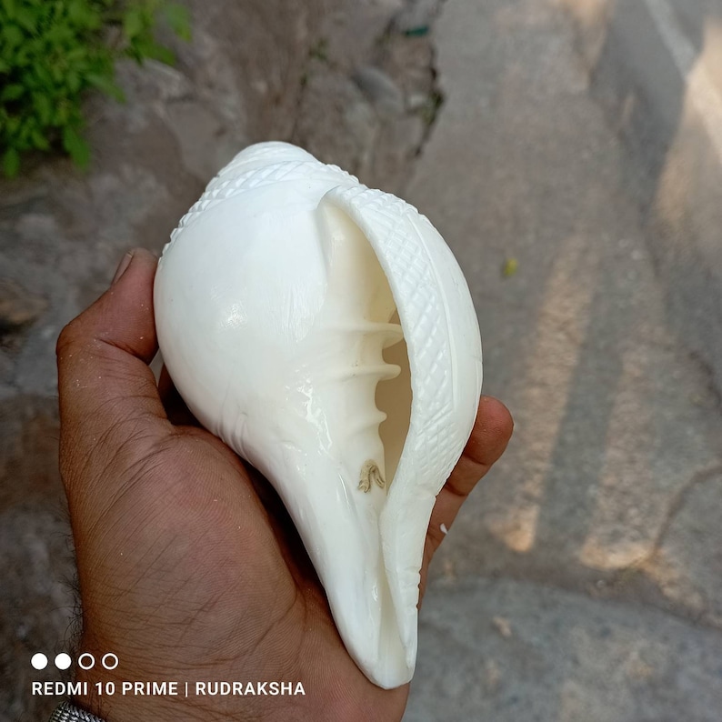 Conch Shell Spiritual Puja-blowing Shankh Big Soothing - Etsy