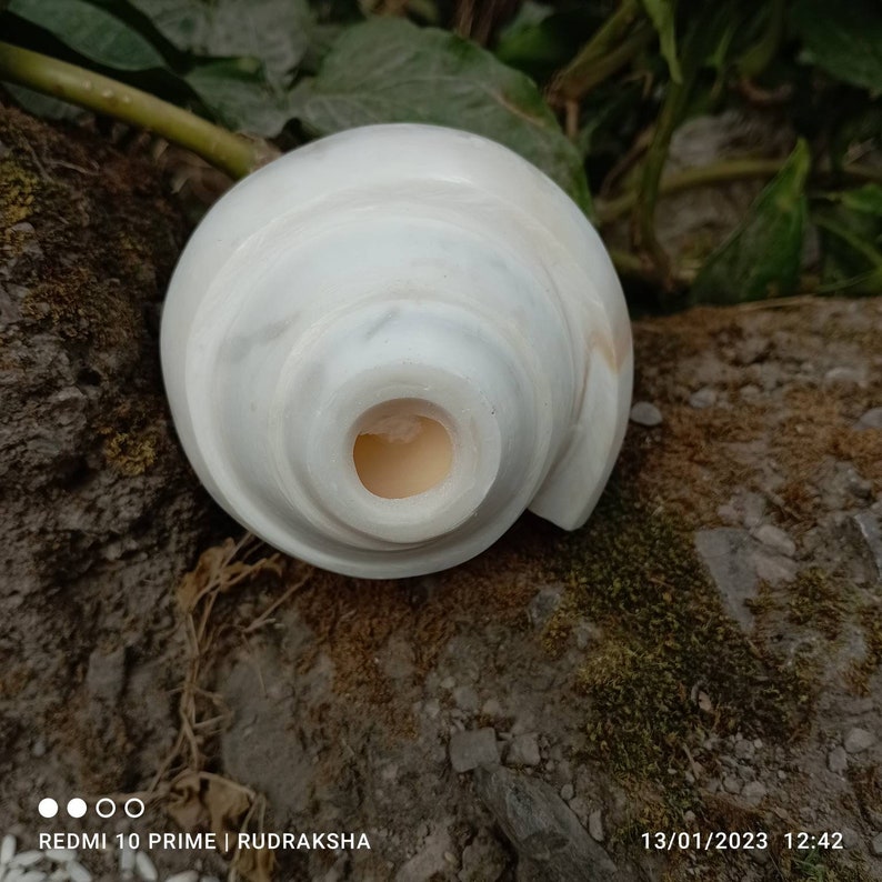 Conch Shell Spiritual Puja-blowing Shankh Big Loudunique - Etsy