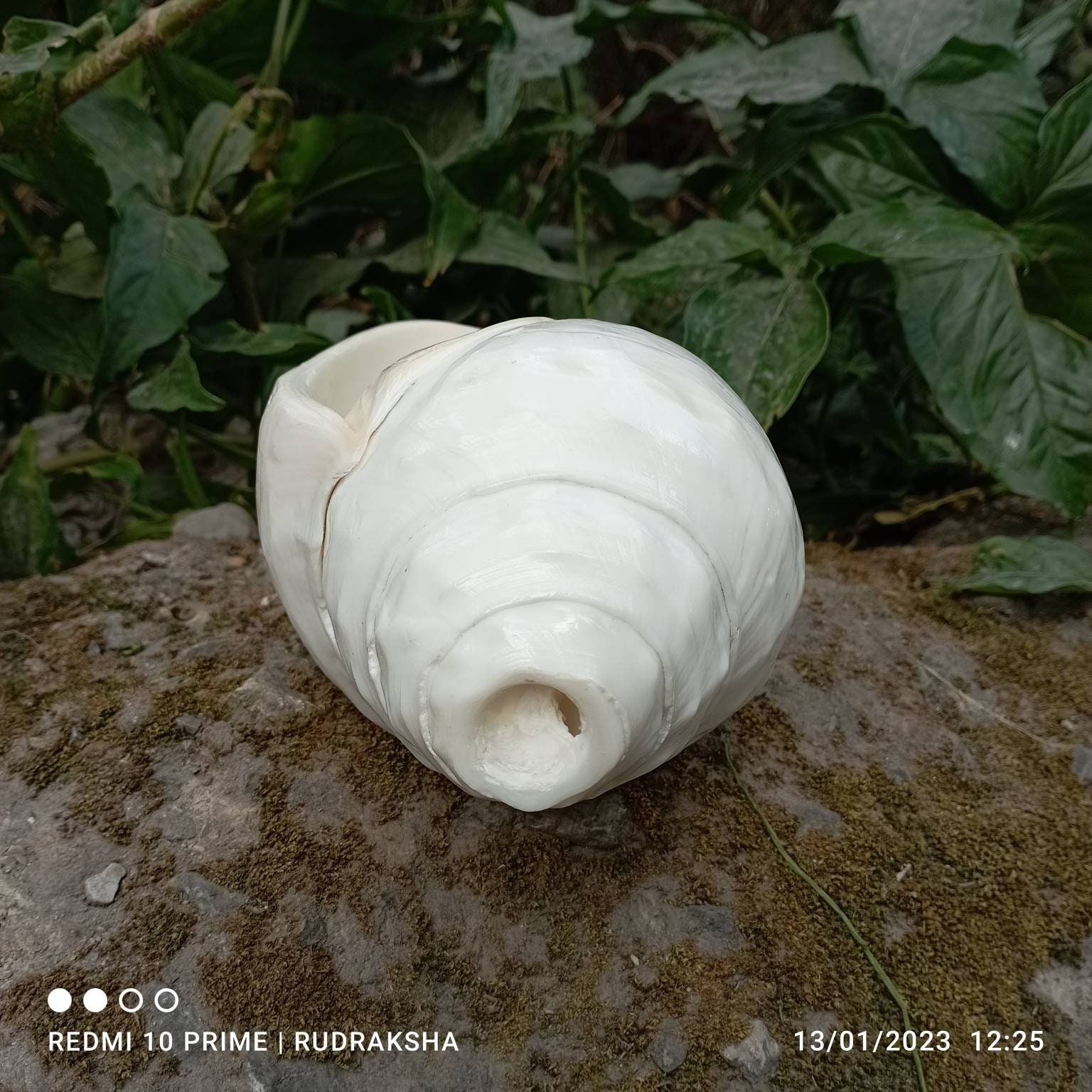 Conch Shell Spiritual Puja-blowing Shankh Big Loud,unique Soothing ...