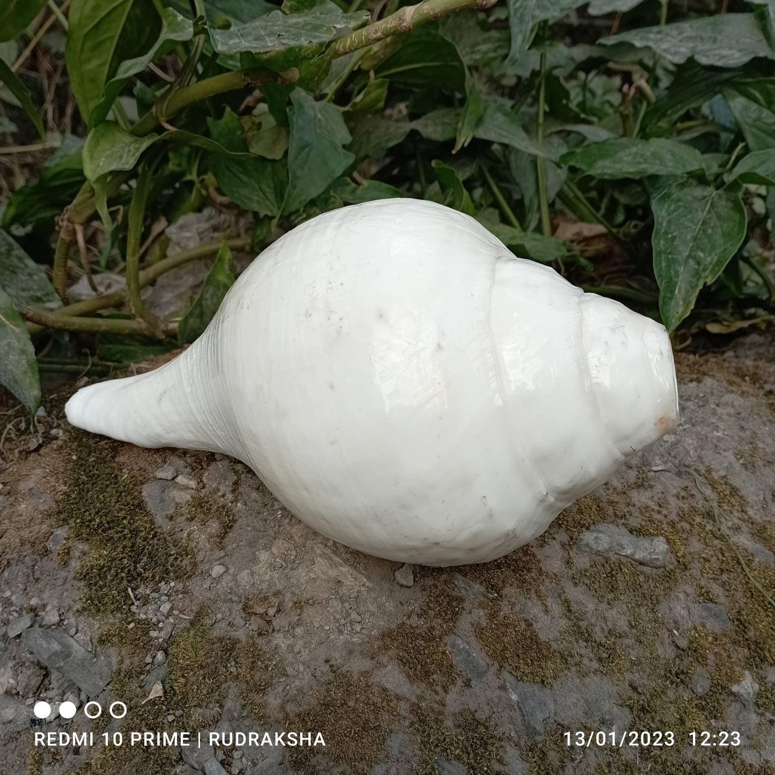 Conch Shell Spiritual Puja-blowing Shankh Big Loud,unique Soothing ...