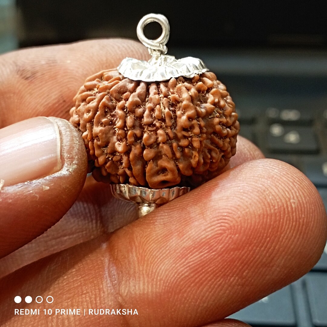 13 Mukhi Rudraksha Nepali Lab Certified - Etsy