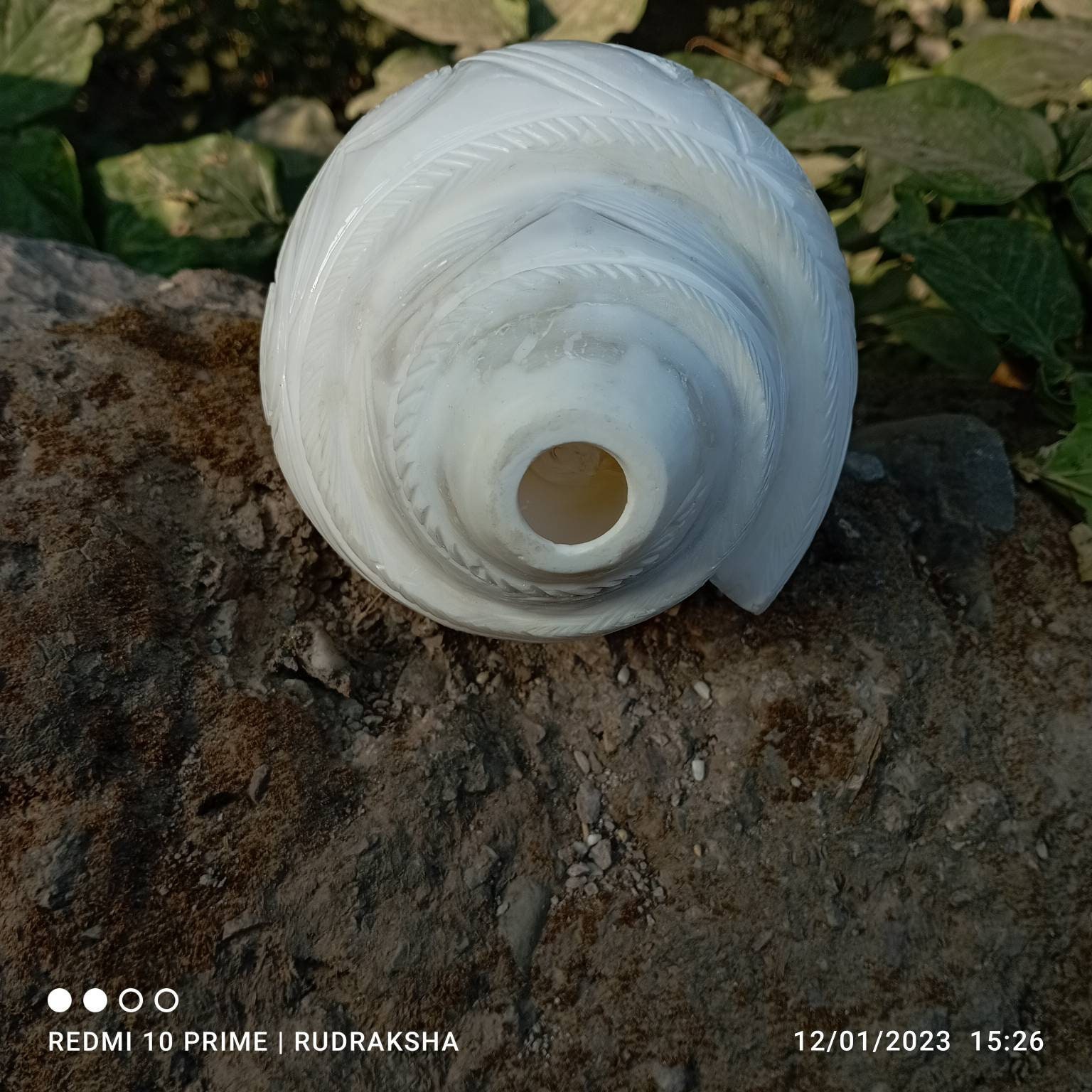 Puja Conch Shell, You Have to Blow Into This Shell, It Makes a ...