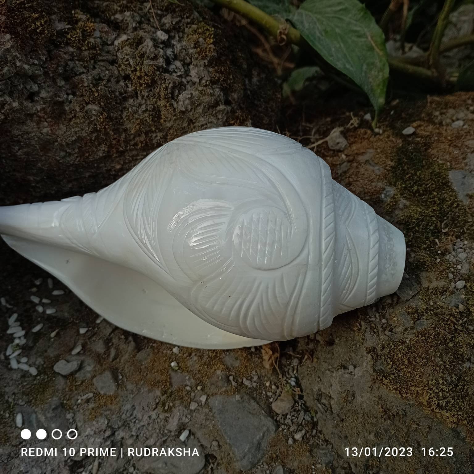 Conch Shell Spiritual Puja-blowing Shankh Big Loudunique - Etsy Australia