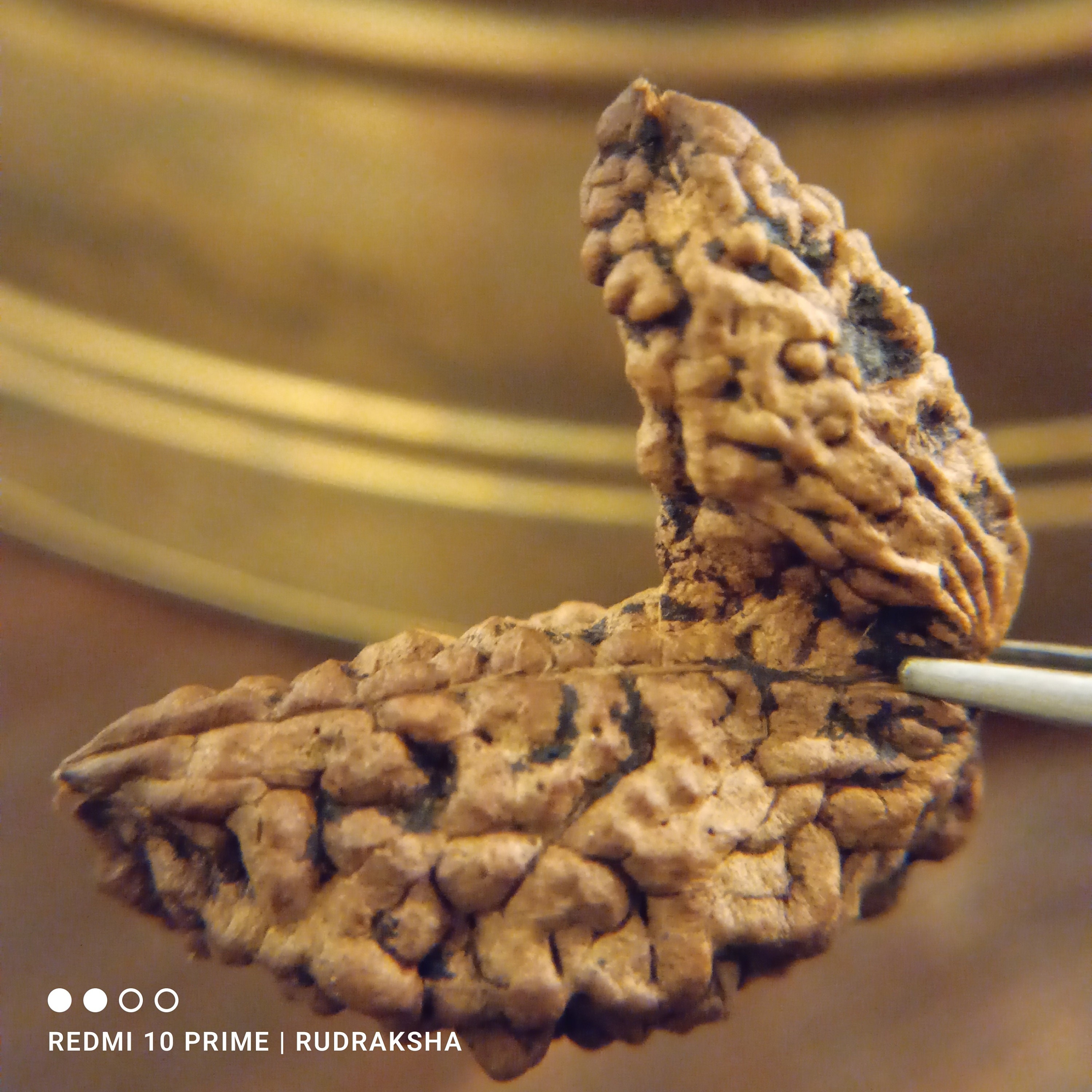 Antique Kamal Rudraksha Rare Nag Rudraksha 4 Face - Etsy