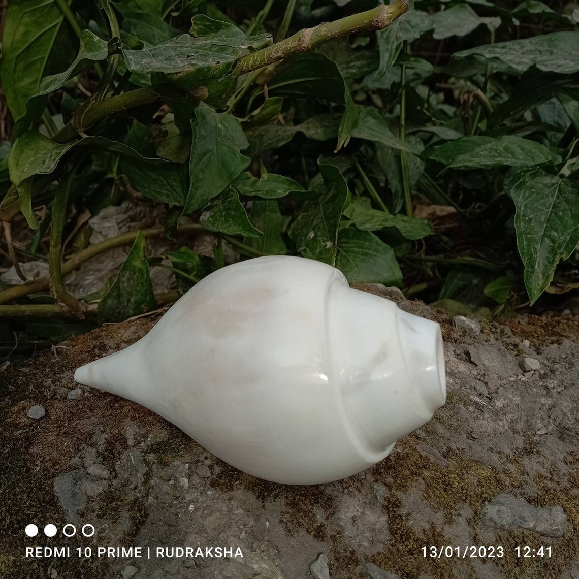 Conch Shell Spiritual Puja-blowing Shankh Big Loud,unique Soothing ...