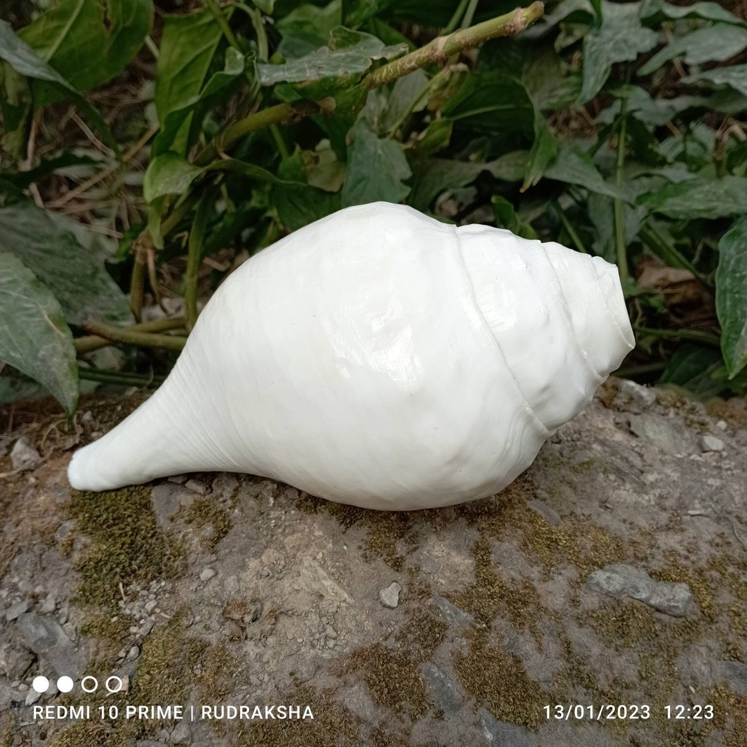 Conch Shell: Spiritual Puja Blowing Shankh - 8 Inch - Etsy