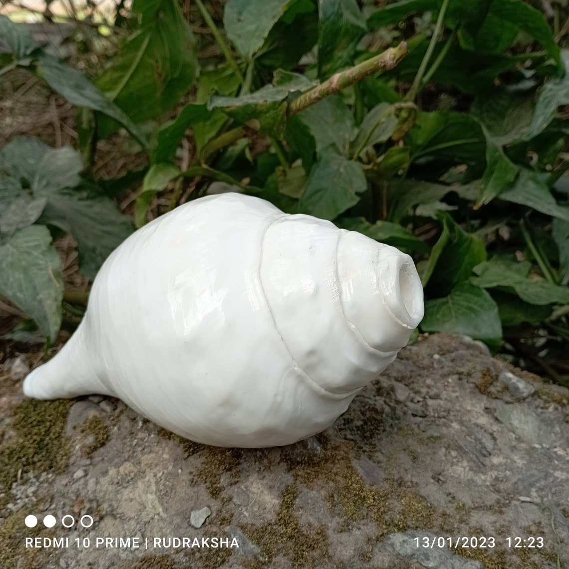 Conch Shell Spiritual Puja-blowing Shankh Big Loud,unique Soothing ...