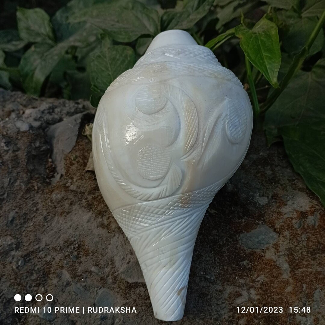 Conch Shell Spiritual Puja-blowing Shankh Big.soothing Vibration ...