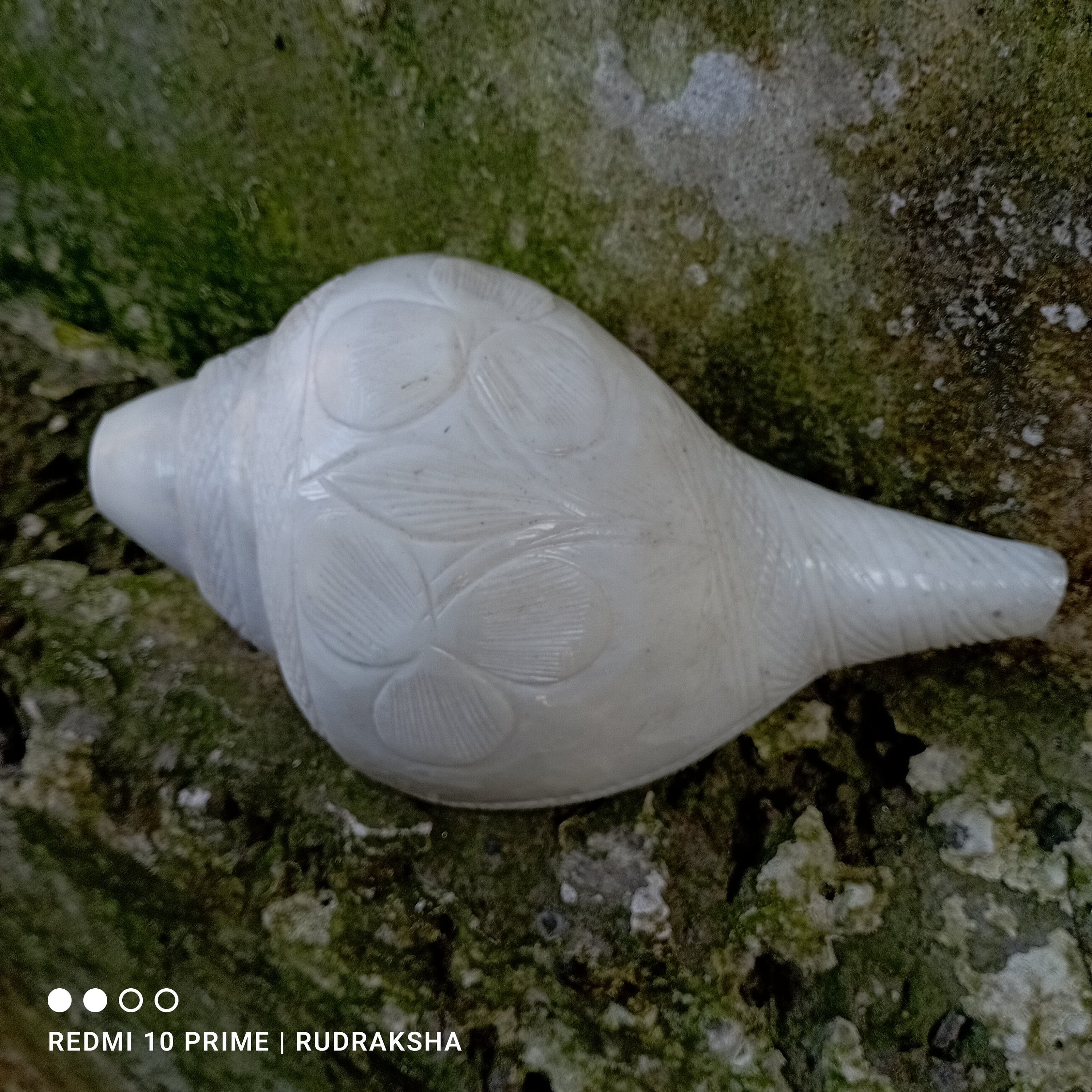 Conch Shell Spiritual Puja-blowing Shankh Big 9 Inches Soothing ...