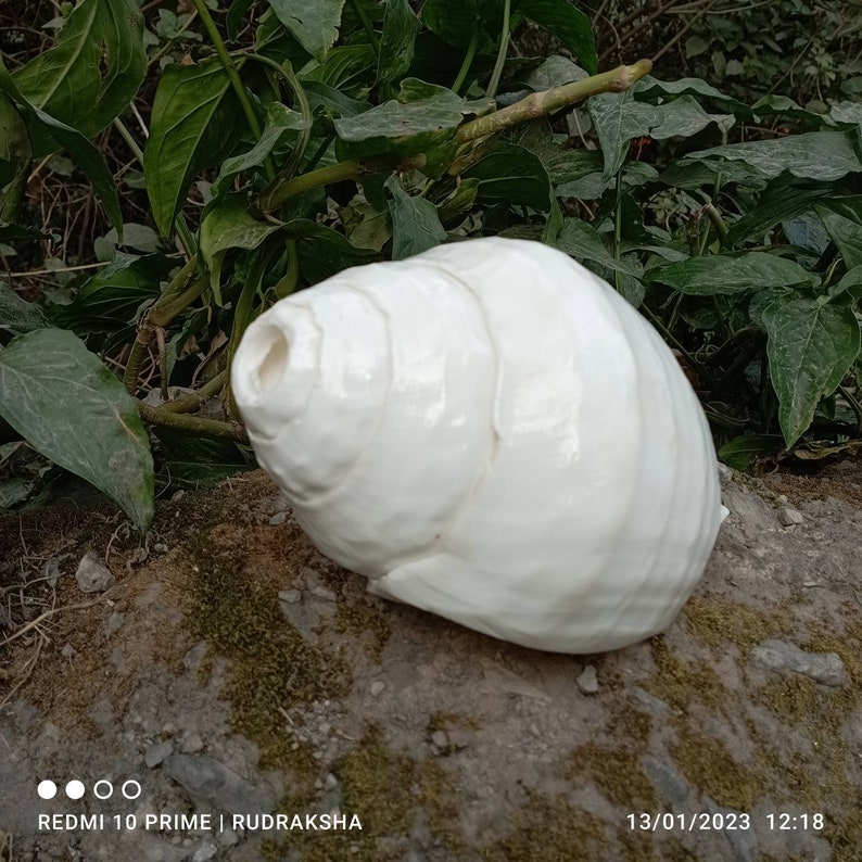 Conch Shell Spiritual Puja-blowing Shankh Big 9 Inches - Etsy