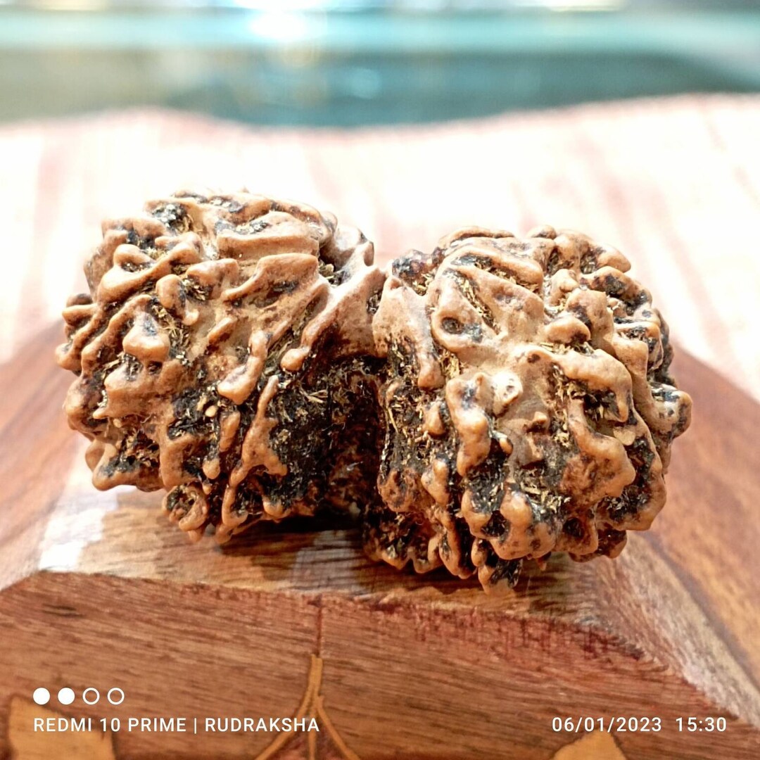 Rare Super Collector Size Gauri Shankar Rudraksha 37 Mm Nepal Lab ...