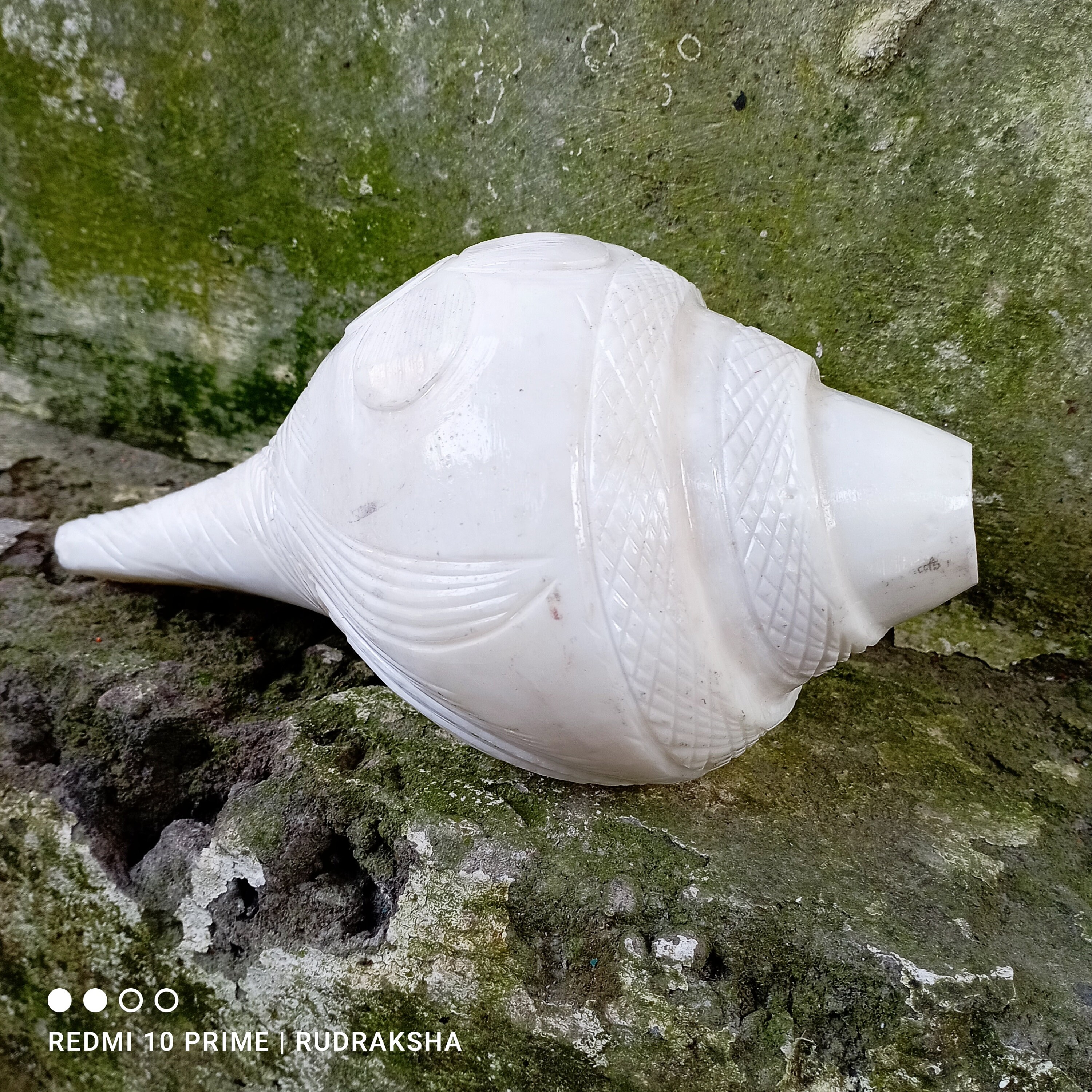 Conch Shell Spiritual Puja-blowing Shankh Big 9 Inches Soothing ...