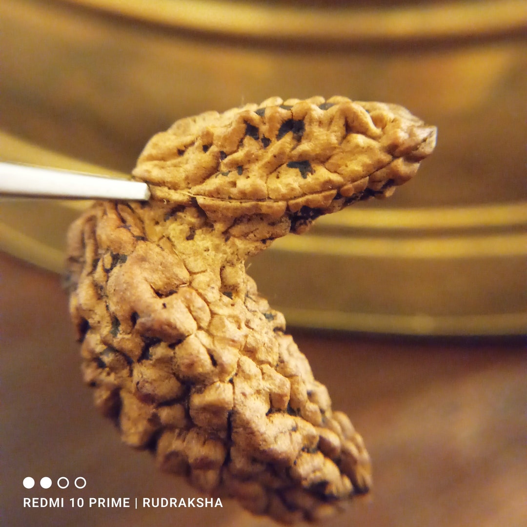 Antique Kamal Rudraksha Rare Nag Rudraksha 4 Face - Etsy