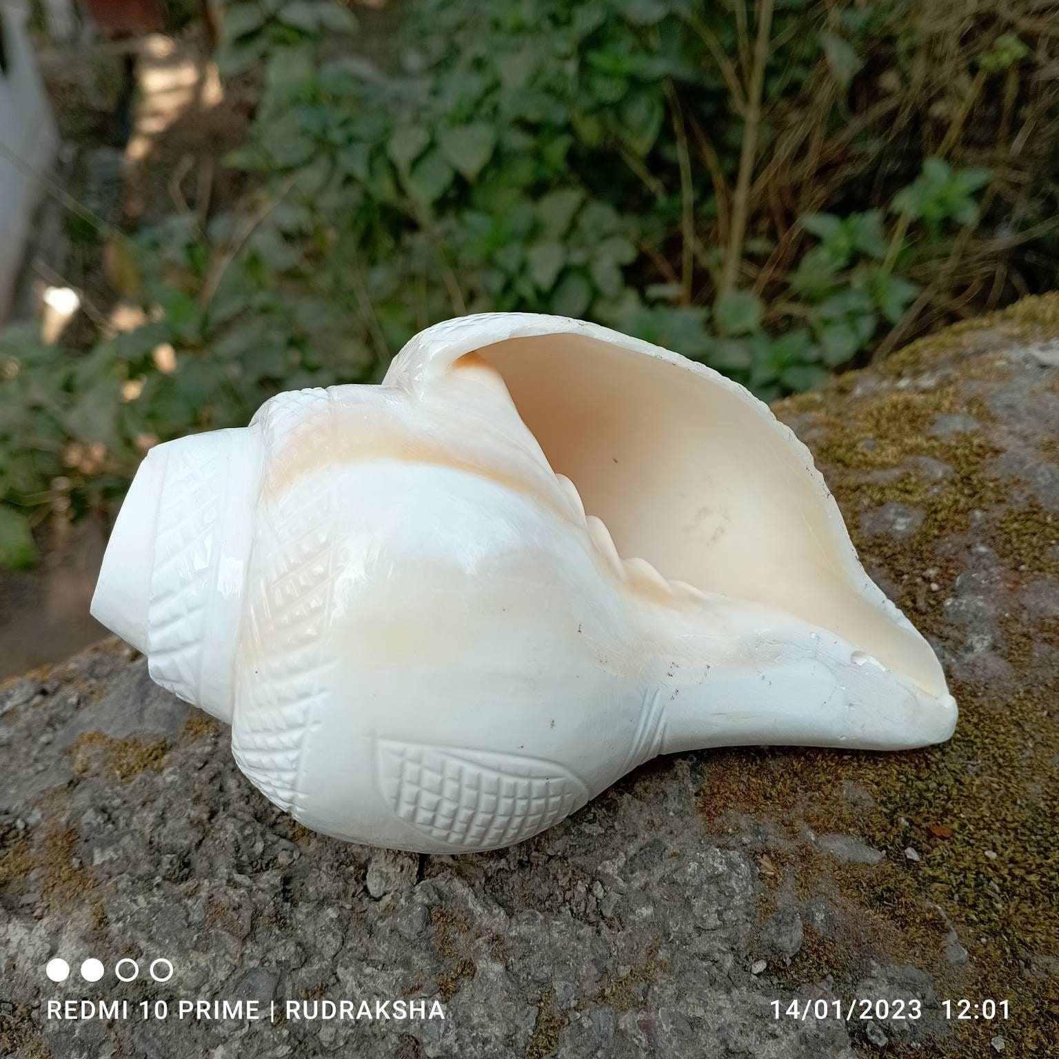 Conch Shell Spiritual Puja-blowing Shankh Big Loud,unique Soothing ...