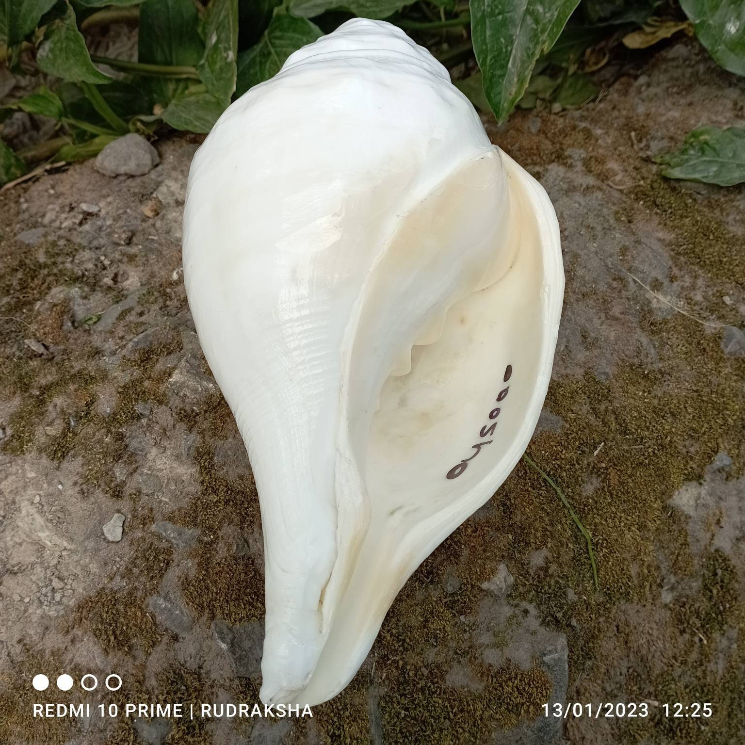 Conch Shell Spiritual Puja-blowing Shankh Big Loud,unique Soothing ...